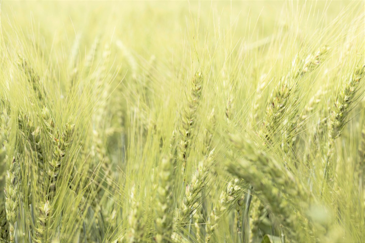 front-view-wheat-field3 – ARC Training Centre for Future Crops Development