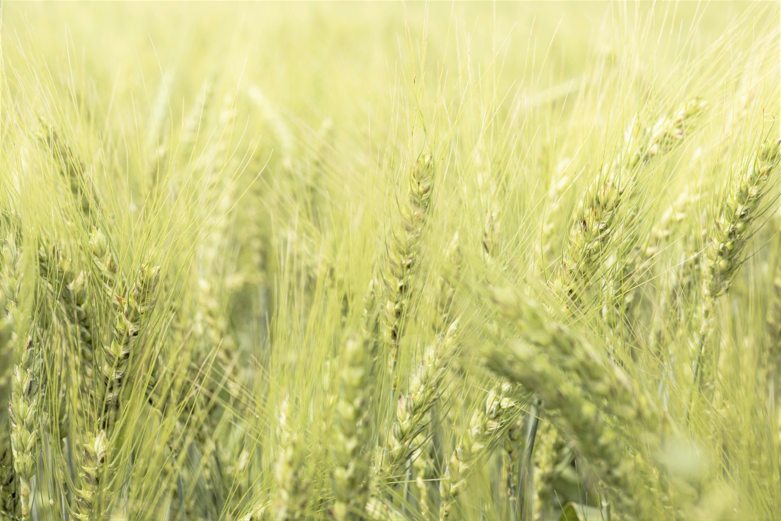 front-view-wheat-field3 – ARC Training Centre for Future Crops Development